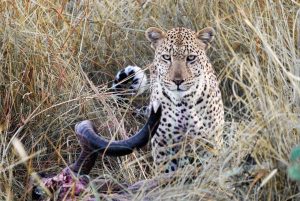 Kafue National Park - The Ultimate Safari Guide